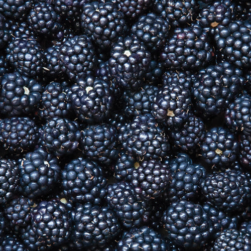 Blackberry – Health Results