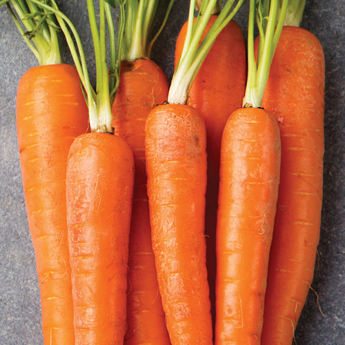 Carrot – Health Results
