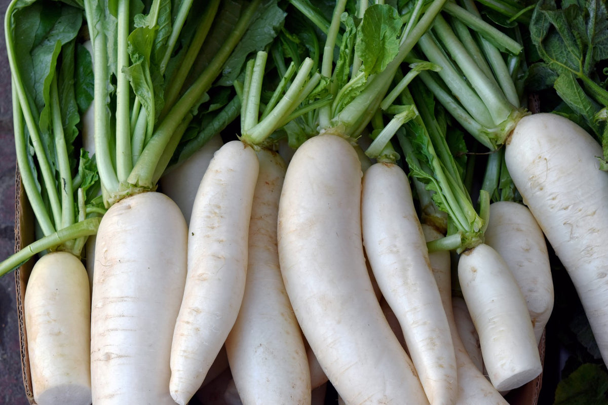 Mooli – Health Results